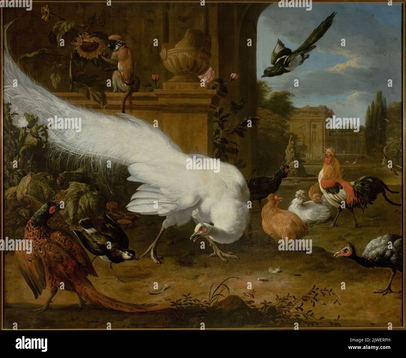 Fowls and a white peacock. Hondecoeter, Melchior d' (1636-1695 ...