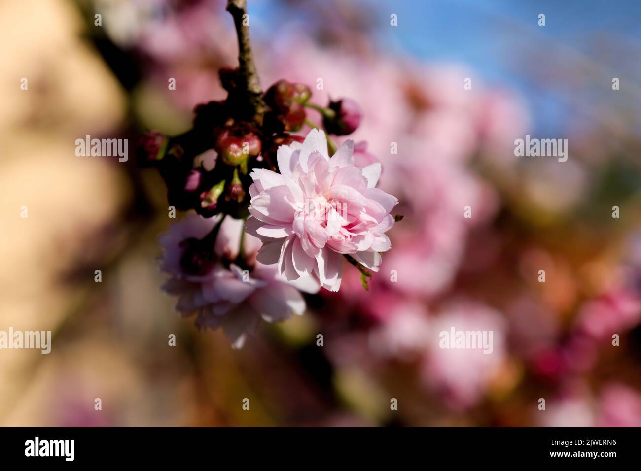 Prunus kiku shidare sakura hi-res stock photography and images - Alamy