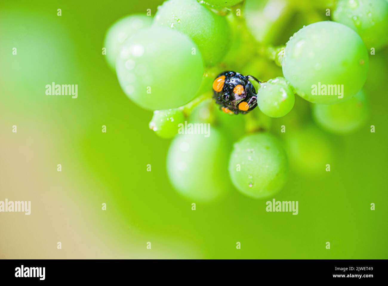 Ladybug insect hi-res stock photography and images - Alamy