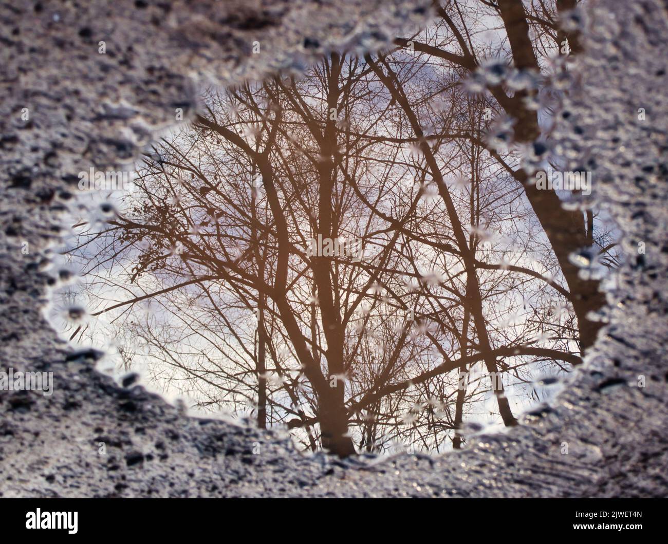 Reflection of a tree in a mud puddle hi-res stock photography and ...