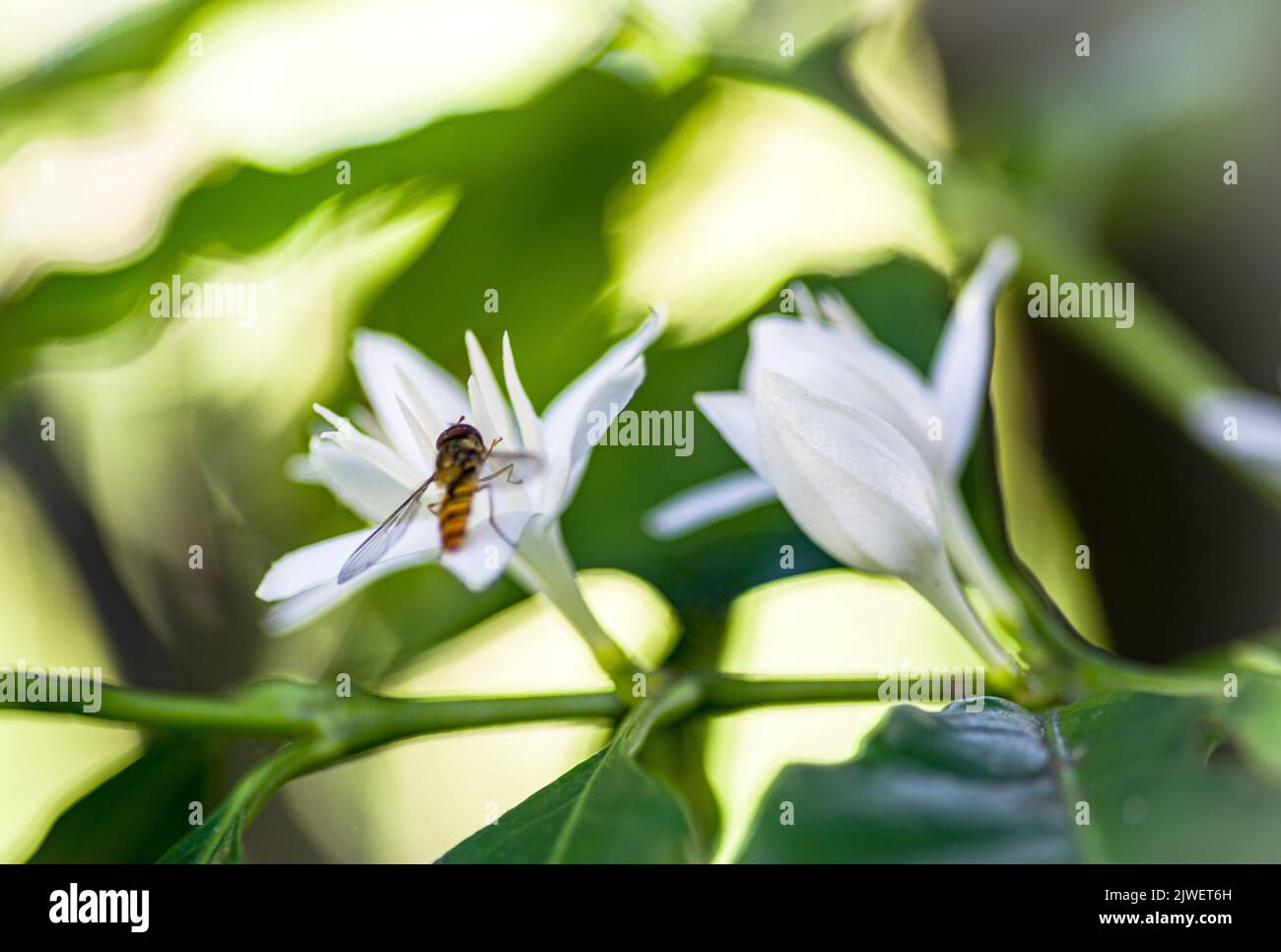 A twig of blooming coffee, with an insect, pollinating the flowers ...