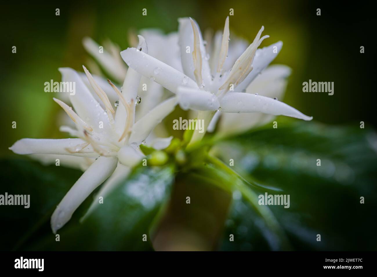 Flower of coffee (Arabica) with rain drops Stock Photo - Alamy