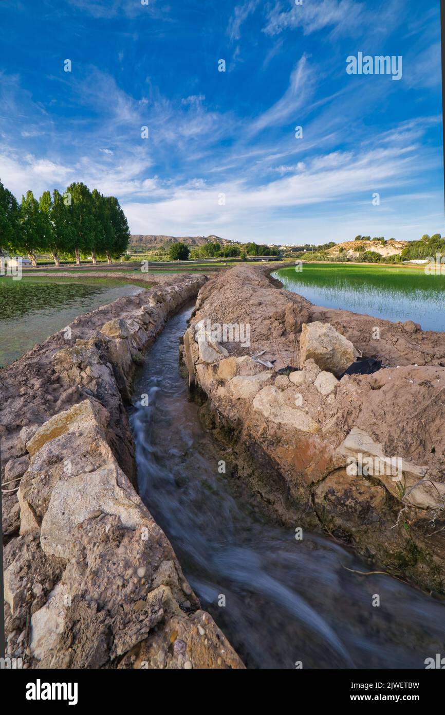 An agricultural area. Rice plantation fields divided by mud line and ...