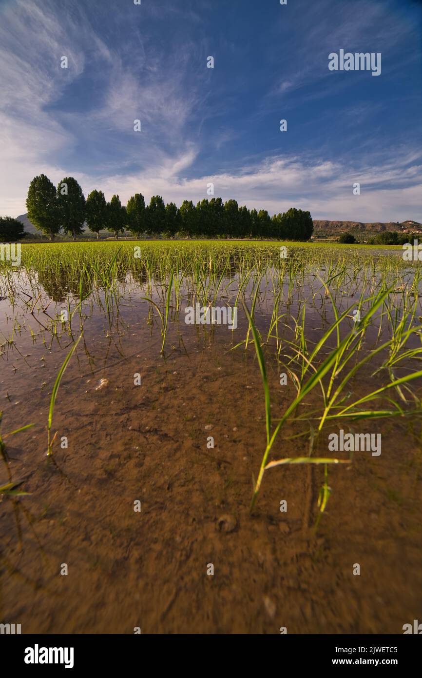 An agricultural area. Rice plantation field, flooded with water with ...