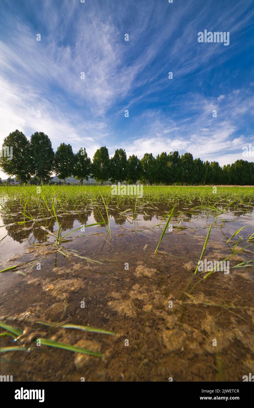 An agricultural area. Rice plantation field, flooded with water with ...