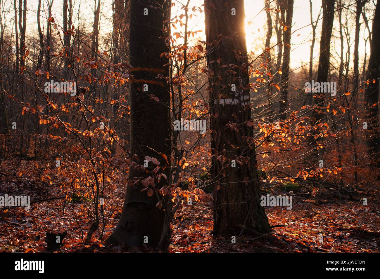 Small trees with orange leaves in front of two bigger trees with the ...