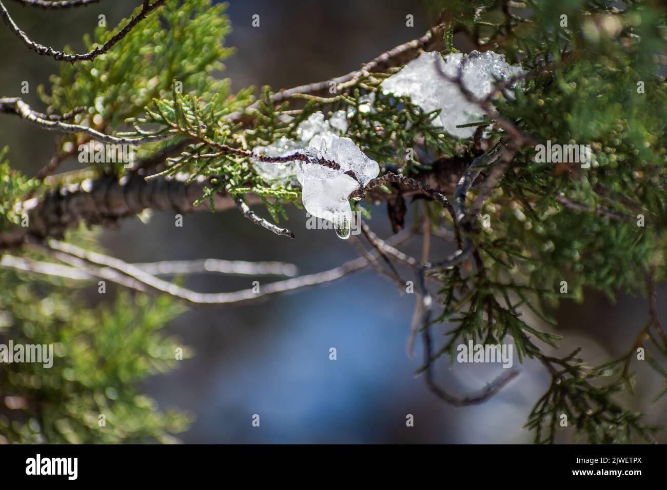 Closeup of ice melting from pine tree branches at Timber Camp ...