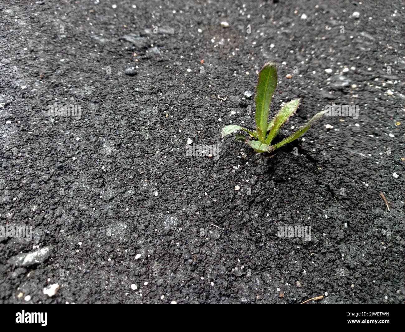 plant on the asphalt Stock Photo - Alamy