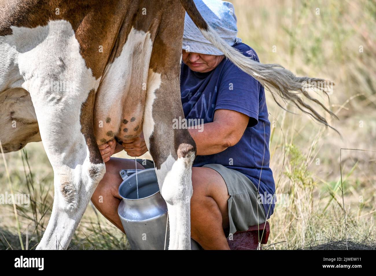 Farmer milks hi-res stock photography and images - Alamy