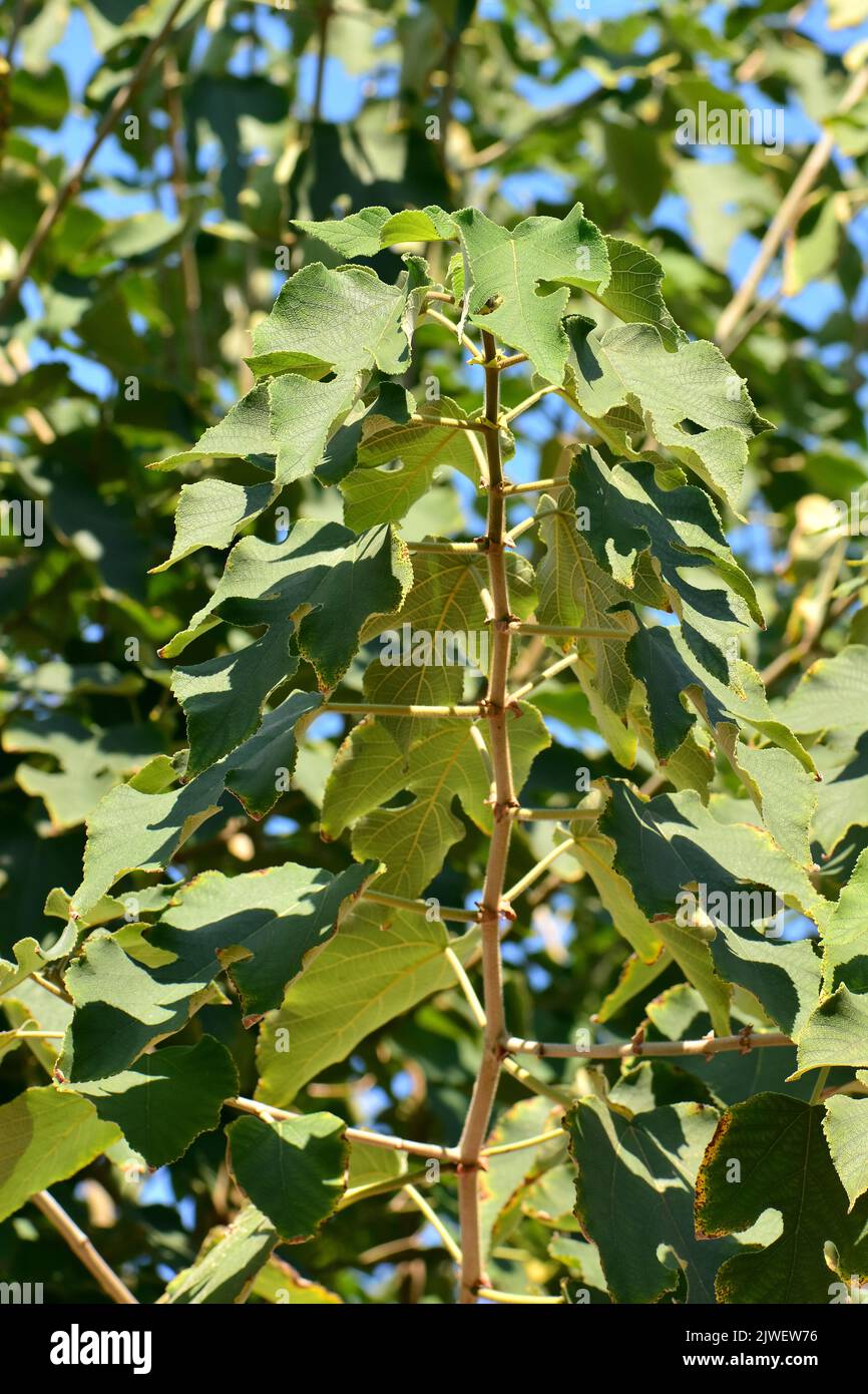 Tapa cloth tree hi-res stock photography and images - Alamy