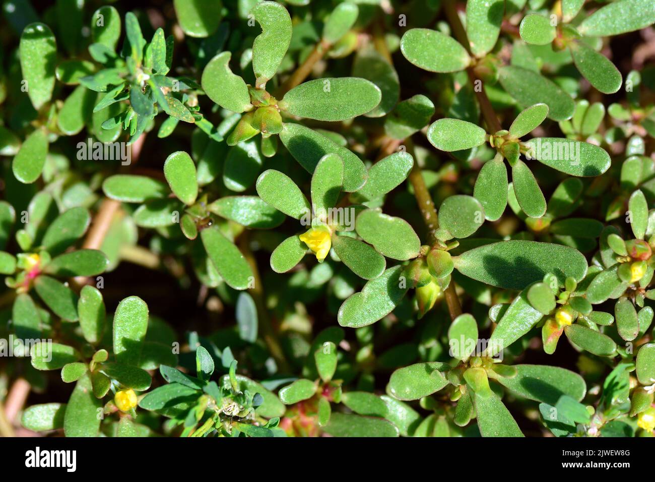 Pursley hi-res stock photography and images - Alamy