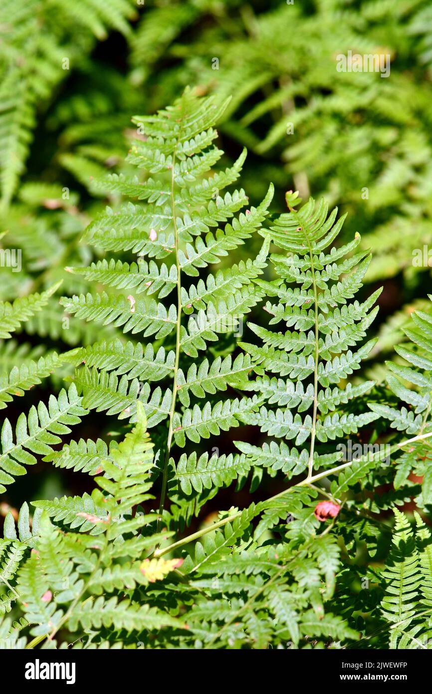 Brake fern hi-res stock photography and images - Alamy