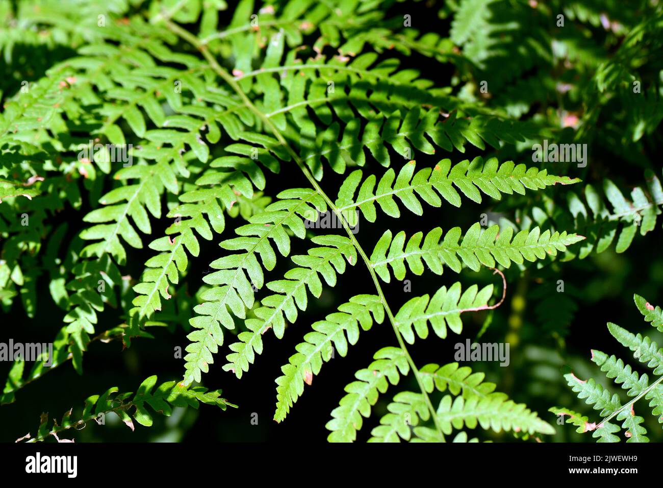Brake fern hi-res stock photography and images - Alamy