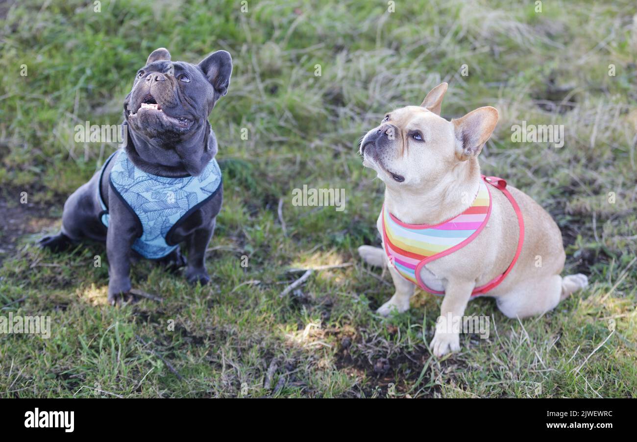 Red Tan (right) and Blue Isabella (left) Frenchies Begging for Treat ...