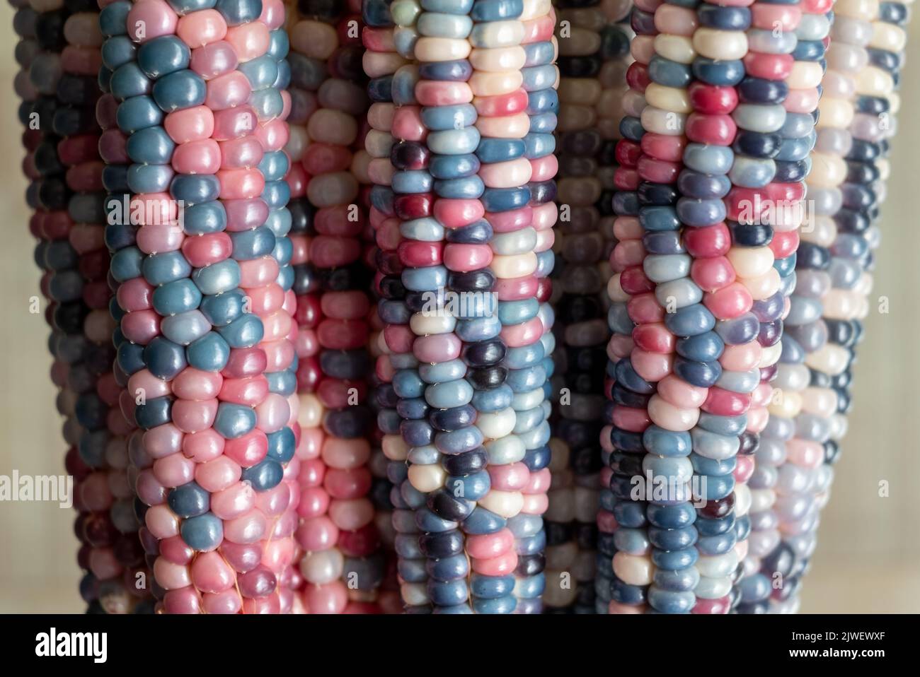 Zea Mays gem glass corn cobs with bright rainbow coloured kernels ...