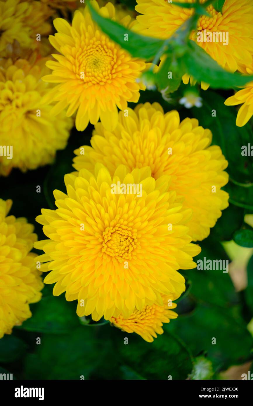 Bouquet bright yellow dahlia flowers closeup Stock Photo - Alamy