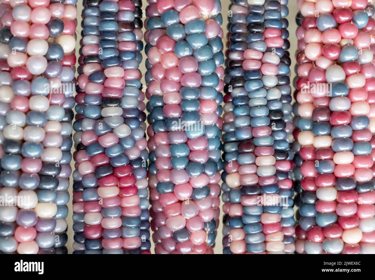 Zea Mays gem glass corn cobs with bright rainbow coloured kernels ...