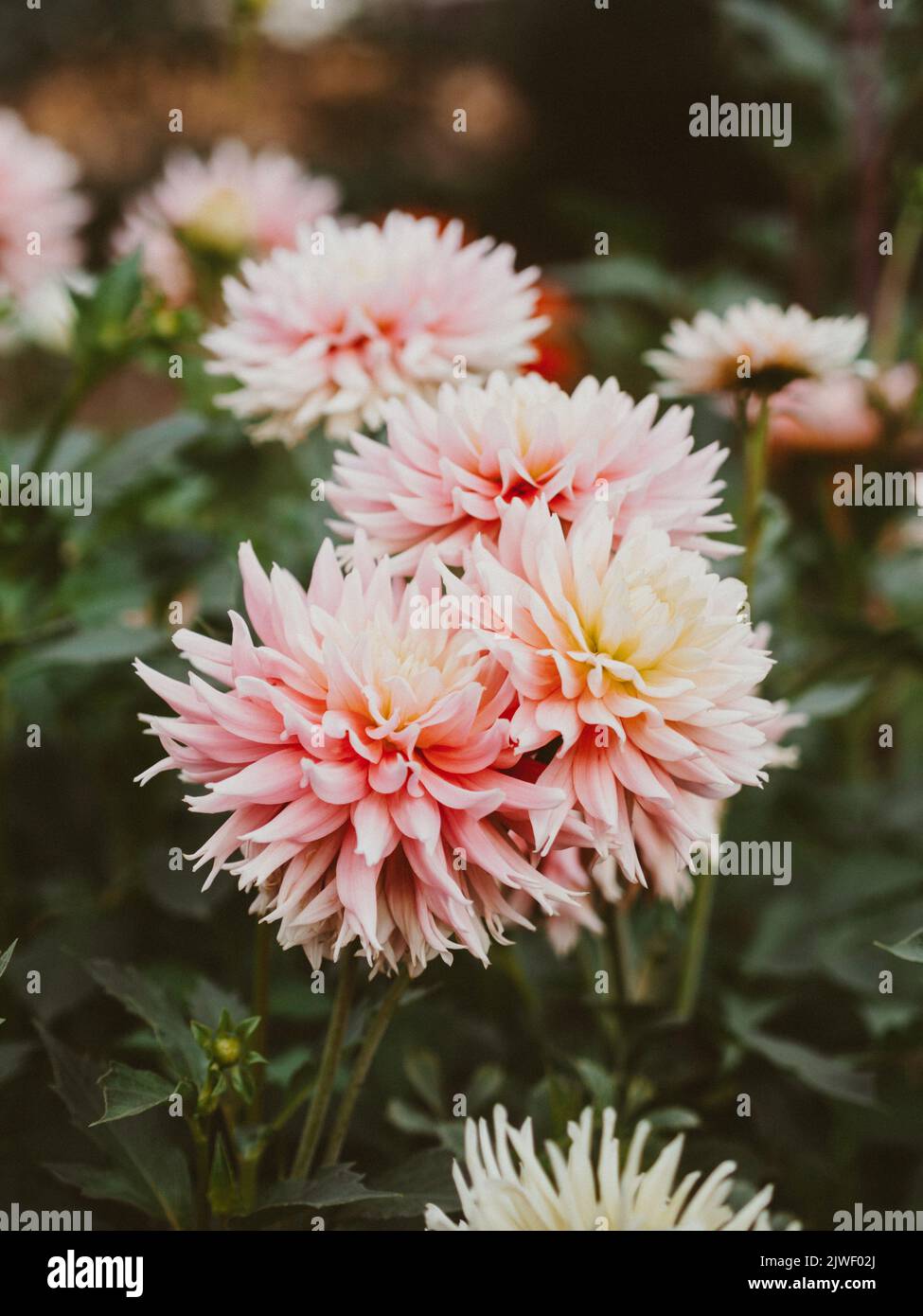 Blooming pink dahlia flowers in the garden. Dahlias among the beds of a ...