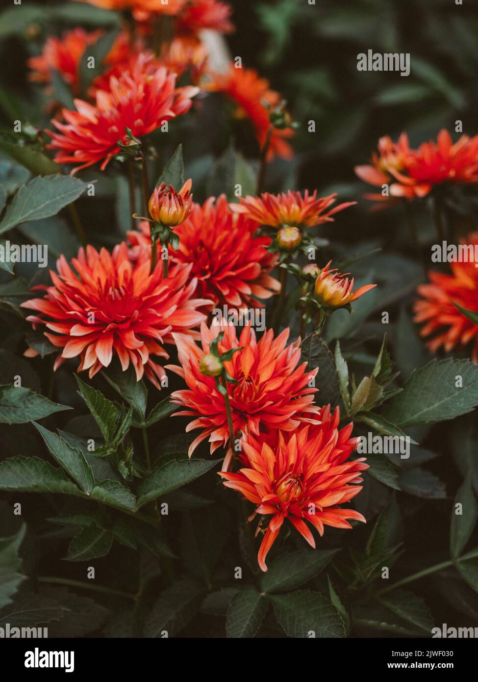 Blooming orange dahlia flowers in the garden. Dahlias among the beds of ...