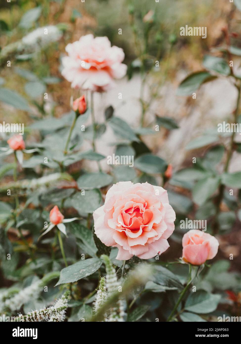 Blooming pink roses flowers in the garden. Roses among the beds of a ...