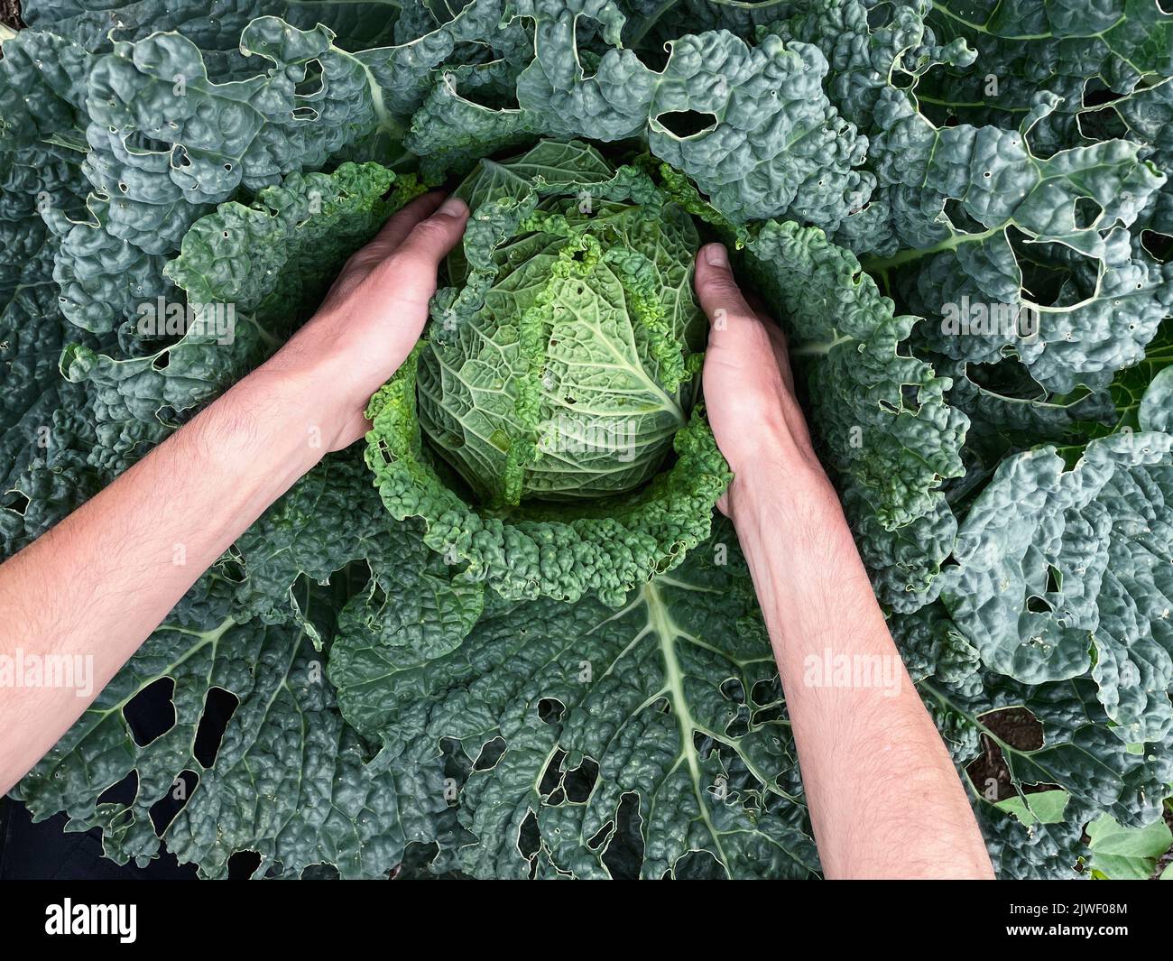 Harvesting cabbage hands close up hi-res stock photography and images ...