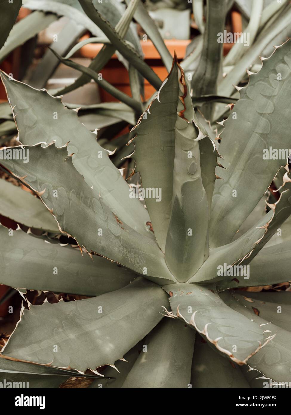 Beautiful giant blue-green succulent leaves with thorns, backgrounds ...