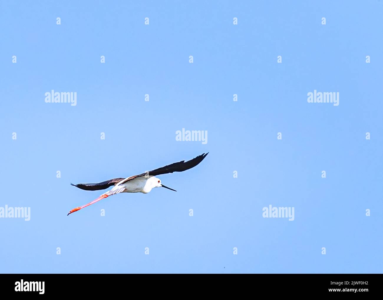 A Blackwing Stilt with horizontal wings Stock Photo - Alamy