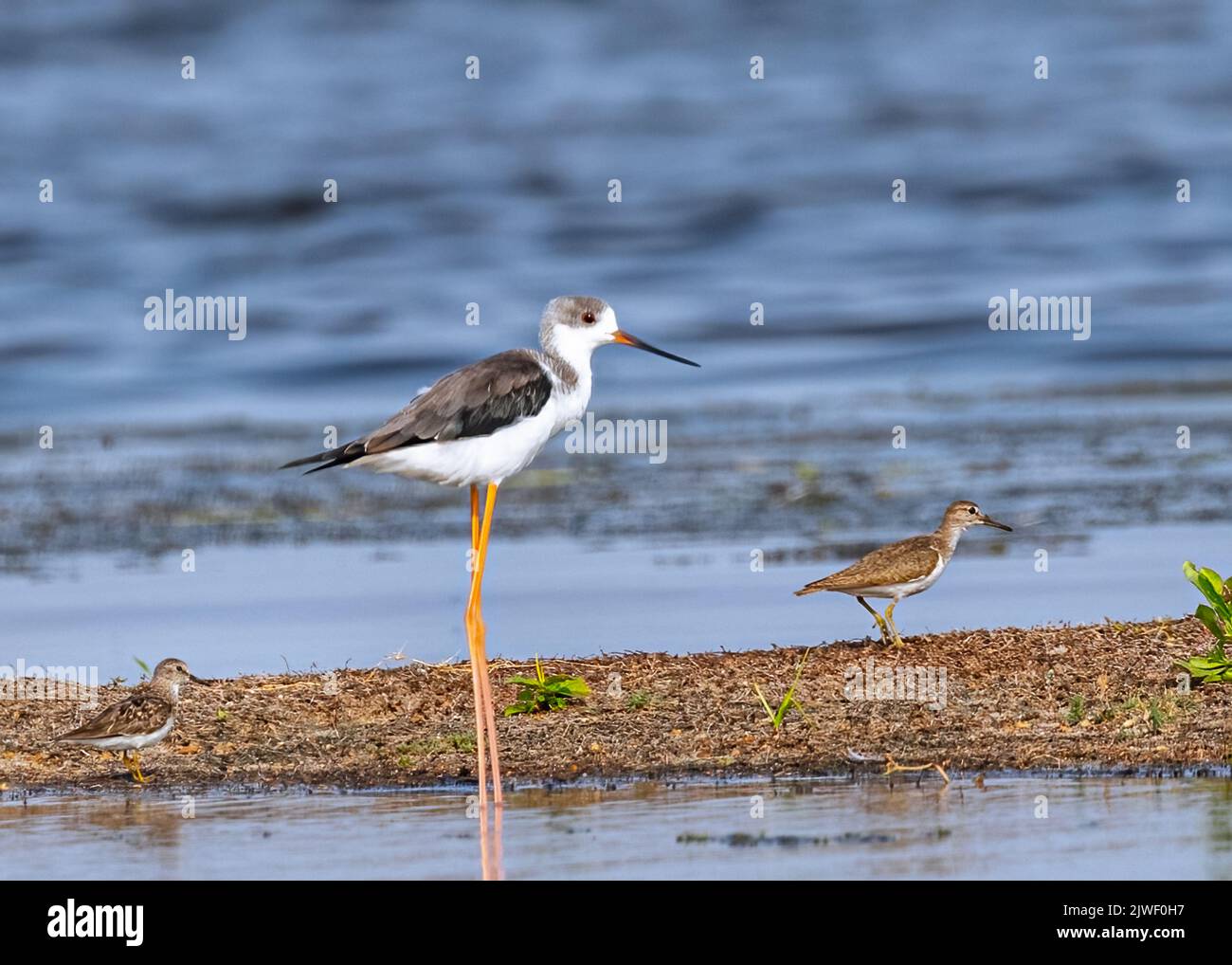 A Blackwing Stilt with two common sandpiper Stock Photo - Alamy