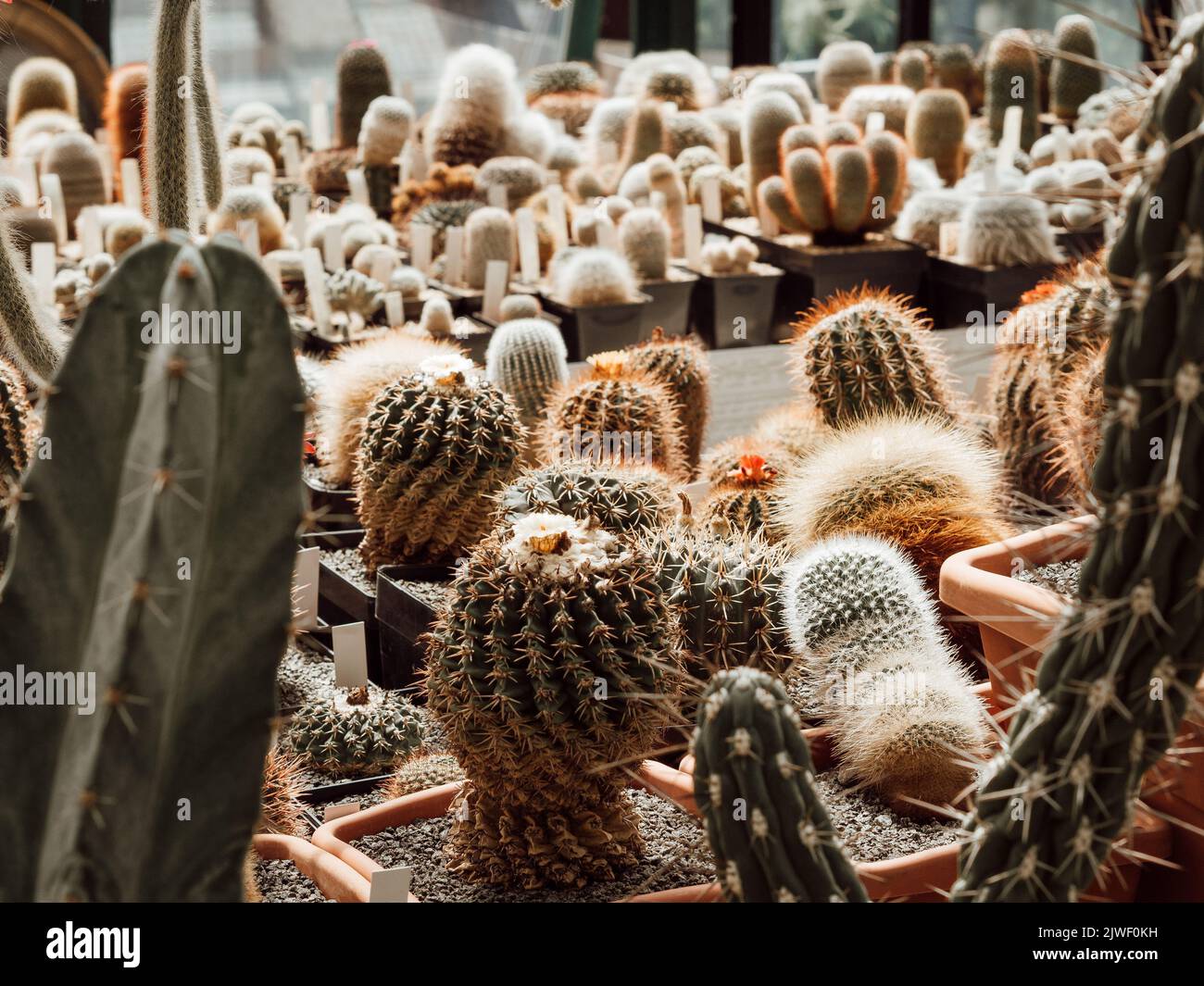 Large collection of cacti in pots. Various types of beautiful cactus ...