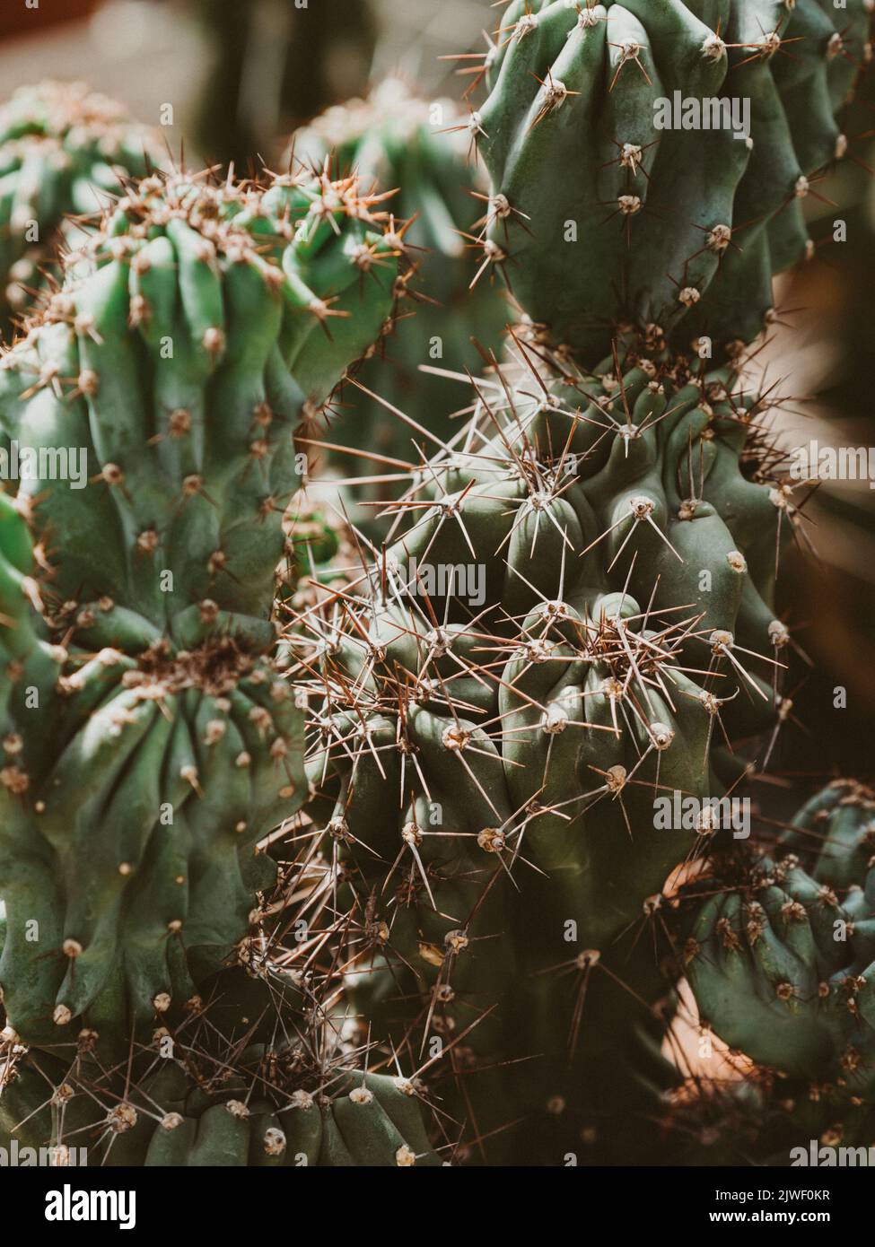 Cactus vertical succulent background hi-res stock photography and ...