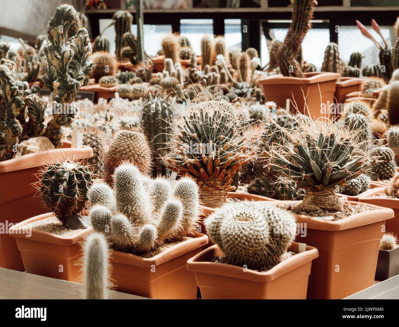 Large collection of cacti in pots. Various types of beautiful cactus garden Stock Photo - Alamy