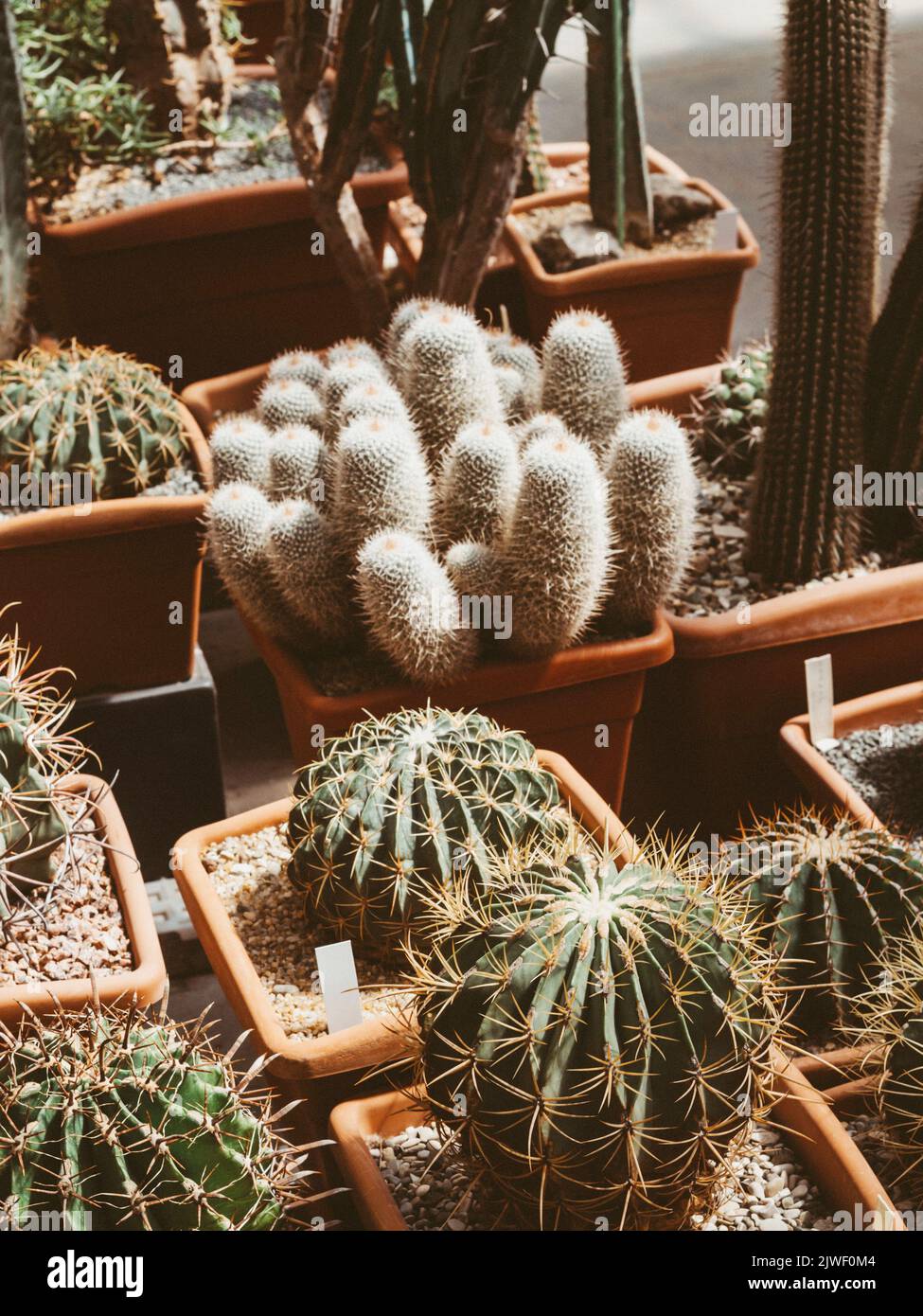 Large collection of cacti in pots. Various types of beautiful cactus ...