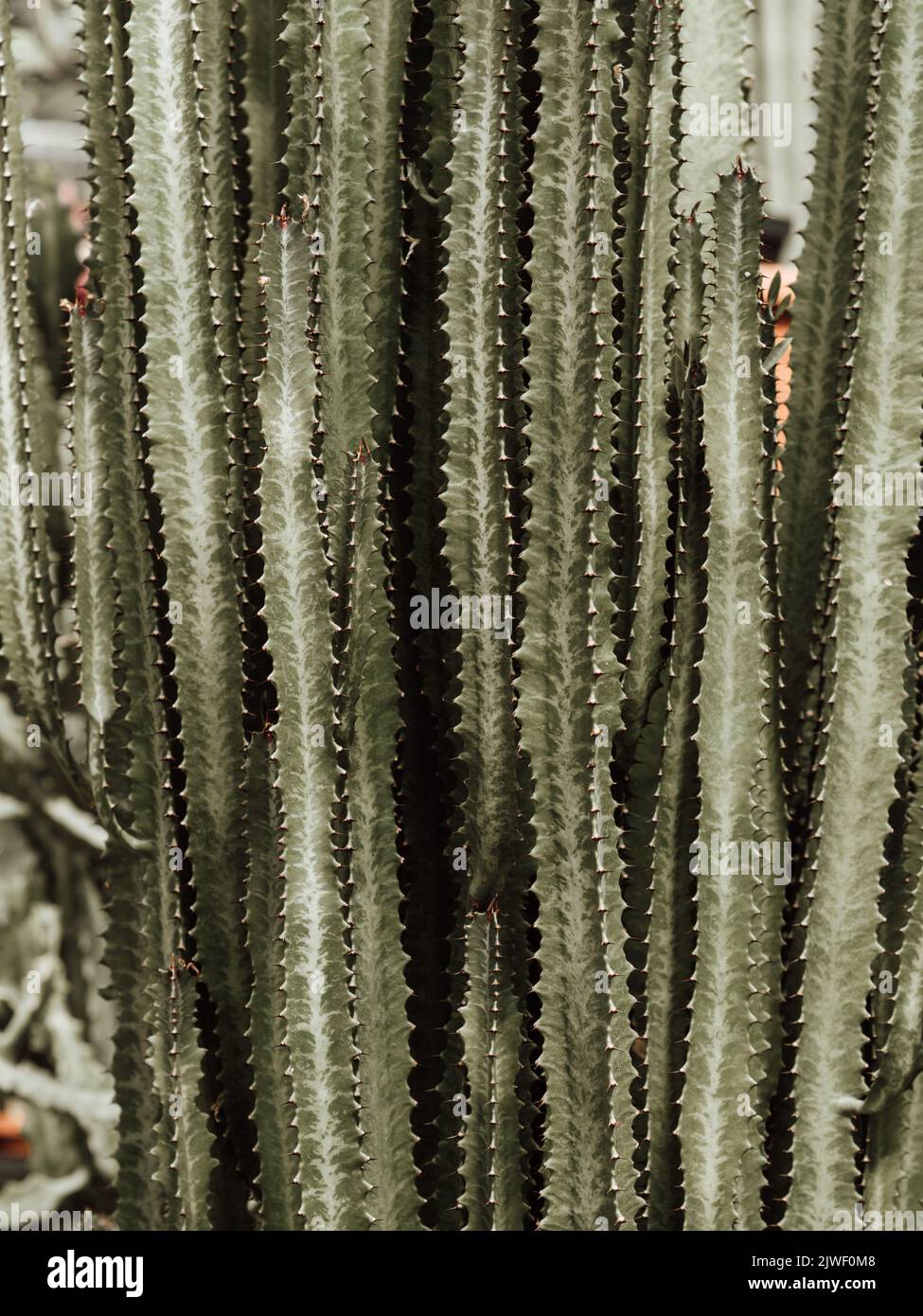 Cacti texture hi-res stock photography and images - Alamy