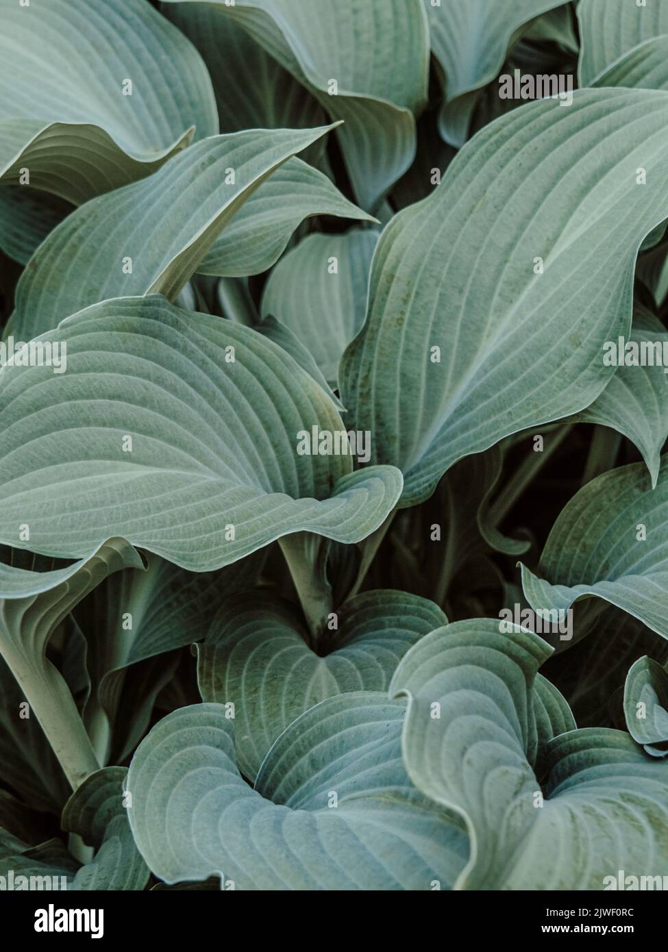 Close up green-blue leaves of abstract tropical natural background ...