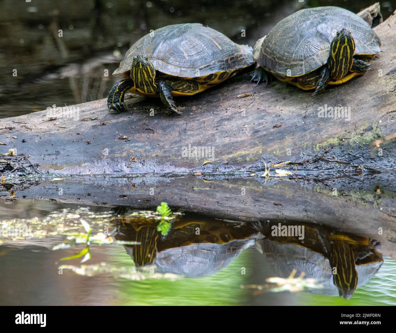 Painted Turtle pair basking in the sun on a log Stock Photo - Alamy