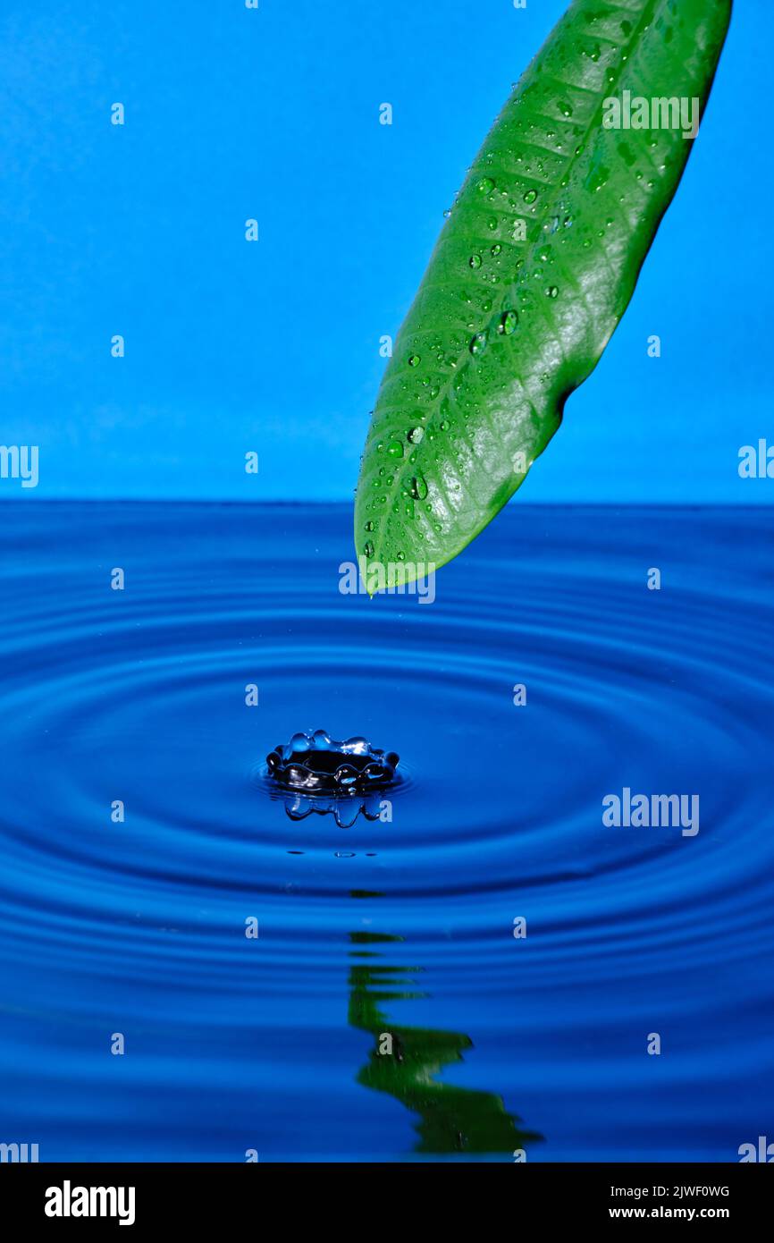 Dripping drops water from green leaf into the water Stock Photo - Alamy