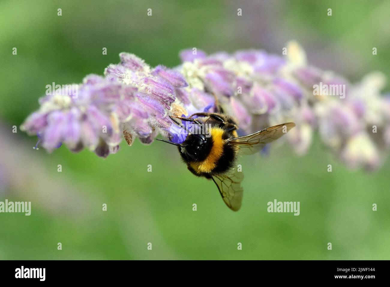 buff-tailed bumblebee or large earth bumblebee, Dunkle Erdhummel ...