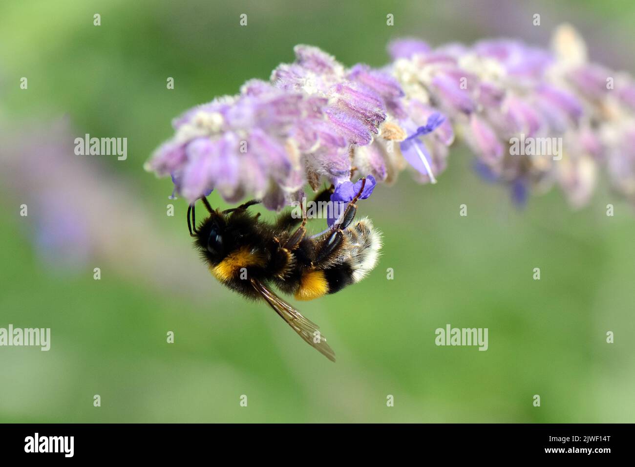 Fauna terrestre hi-res stock photography and images - Alamy