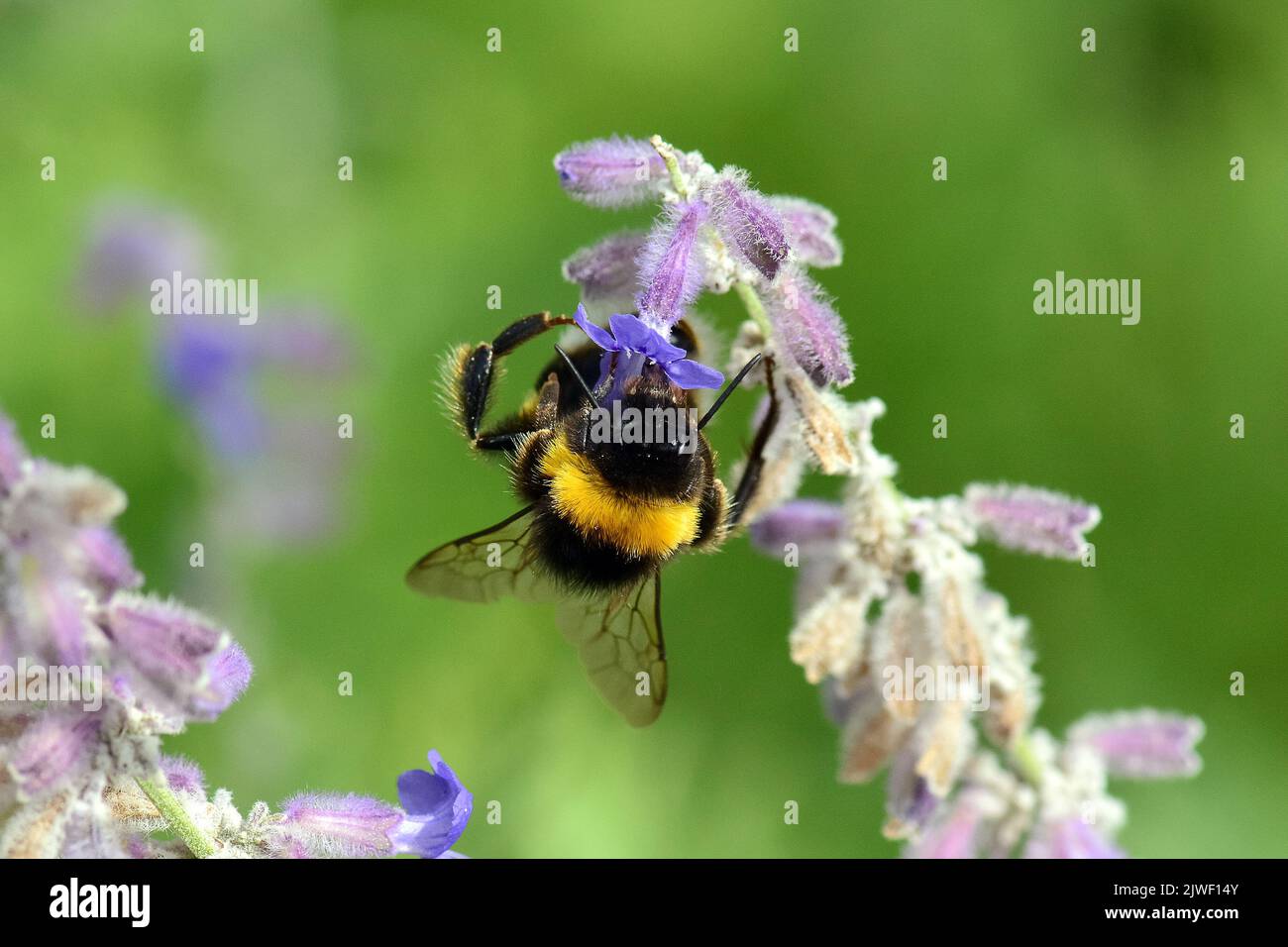 buff-tailed bumblebee or large earth bumblebee, Dunkle Erdhummel ...