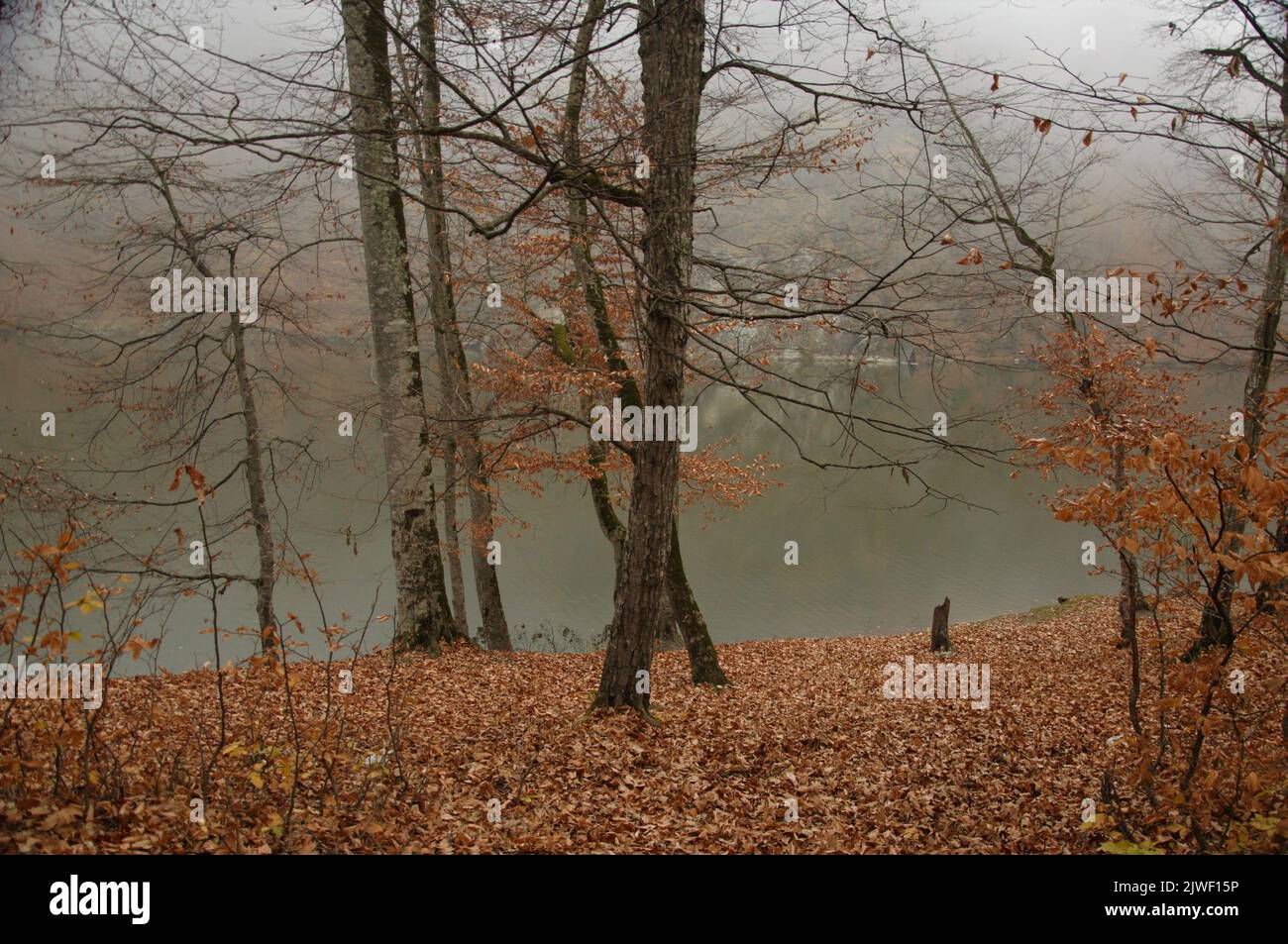 A gloomy forest with leafless trees and dry brown leaves on the ground ...