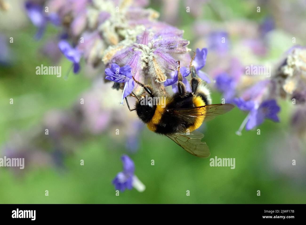 Fauna terrestre hi-res stock photography and images - Alamy