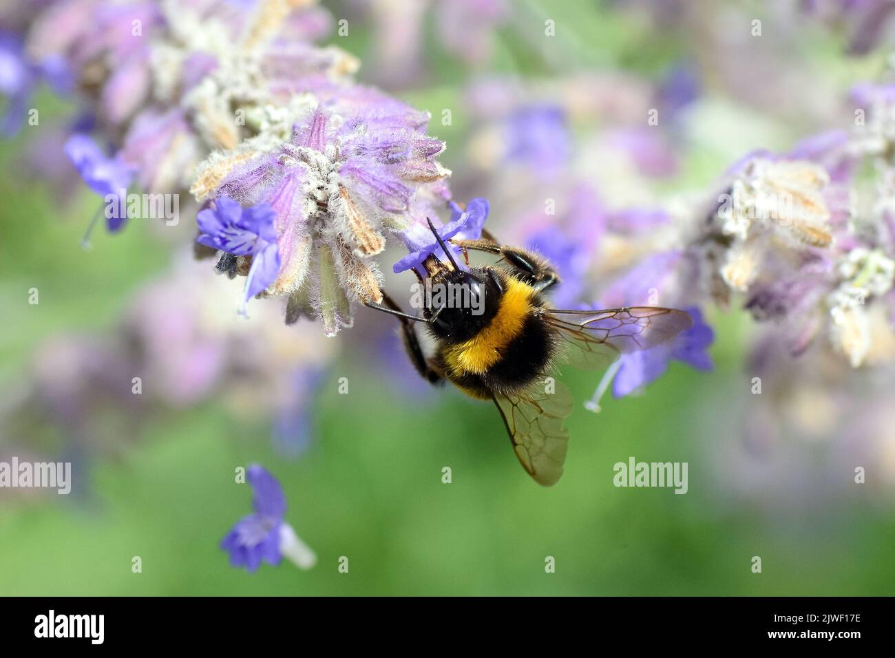 buff-tailed bumblebee or large earth bumblebee, Dunkle Erdhummel ...