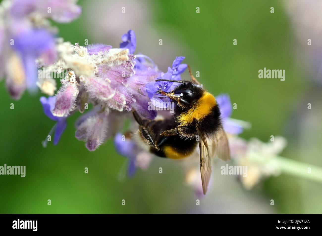 Fauna terrestre hi-res stock photography and images - Alamy