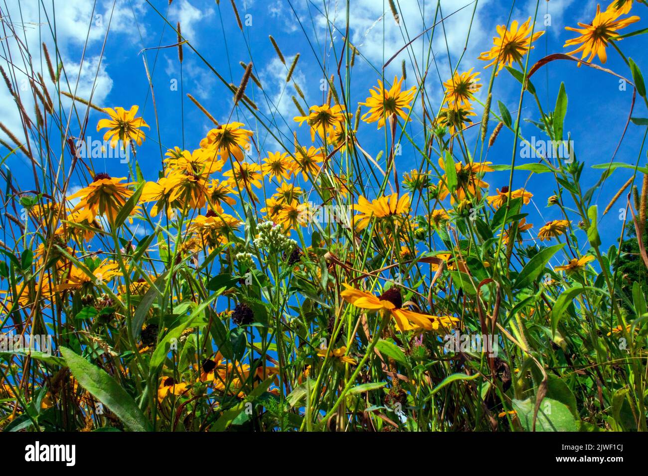 Black-eyed Susan is a wild annual in North America that has been ...
