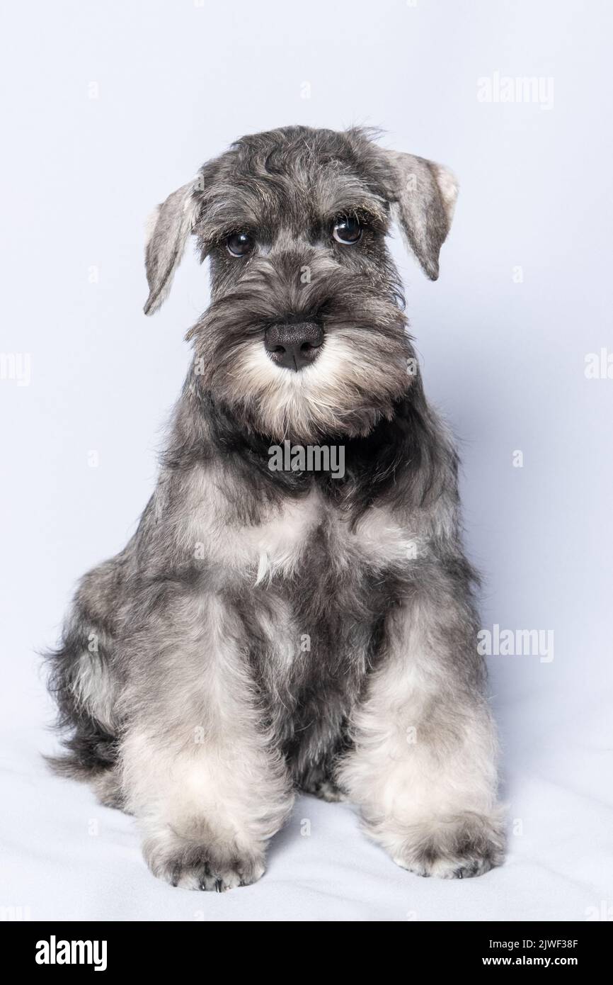 funny cute Miniature Schnauzer puppy dog portrait. White-gray schnauzer ...
