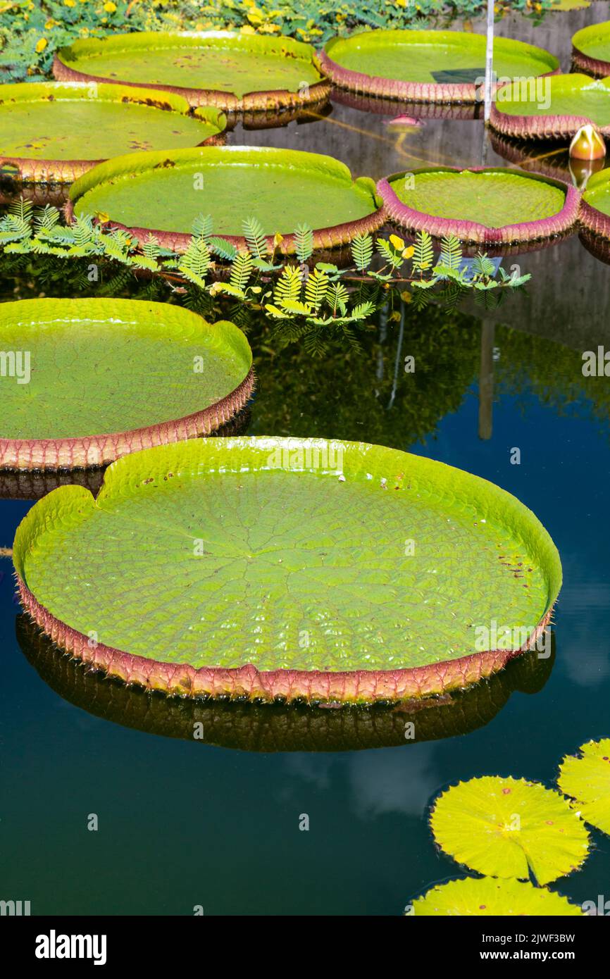 Water lily pond with large leaves of Victoria amazonica at the ...