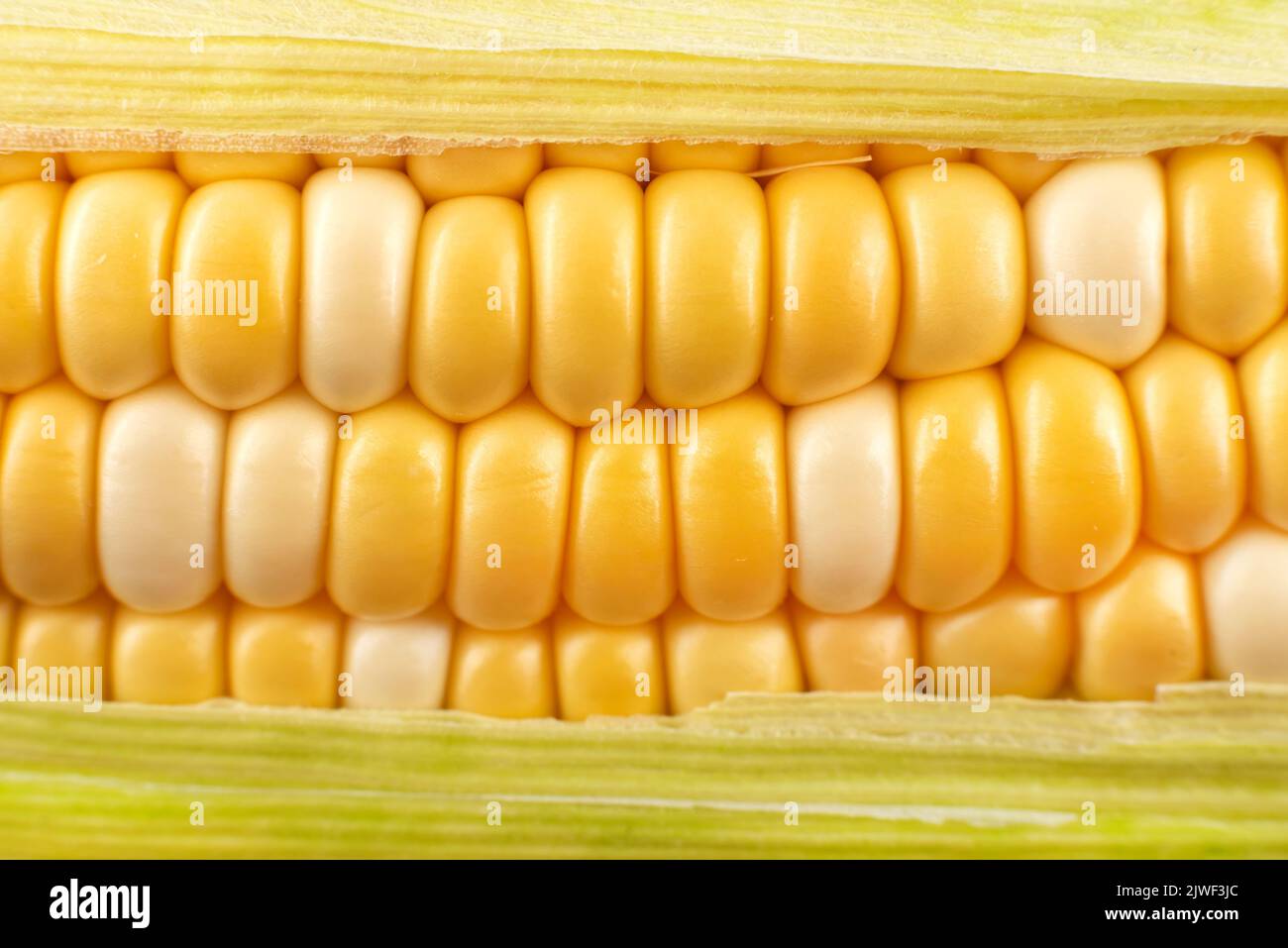 Texture from yellow grains of corn close-up. Corn background Stock ...
