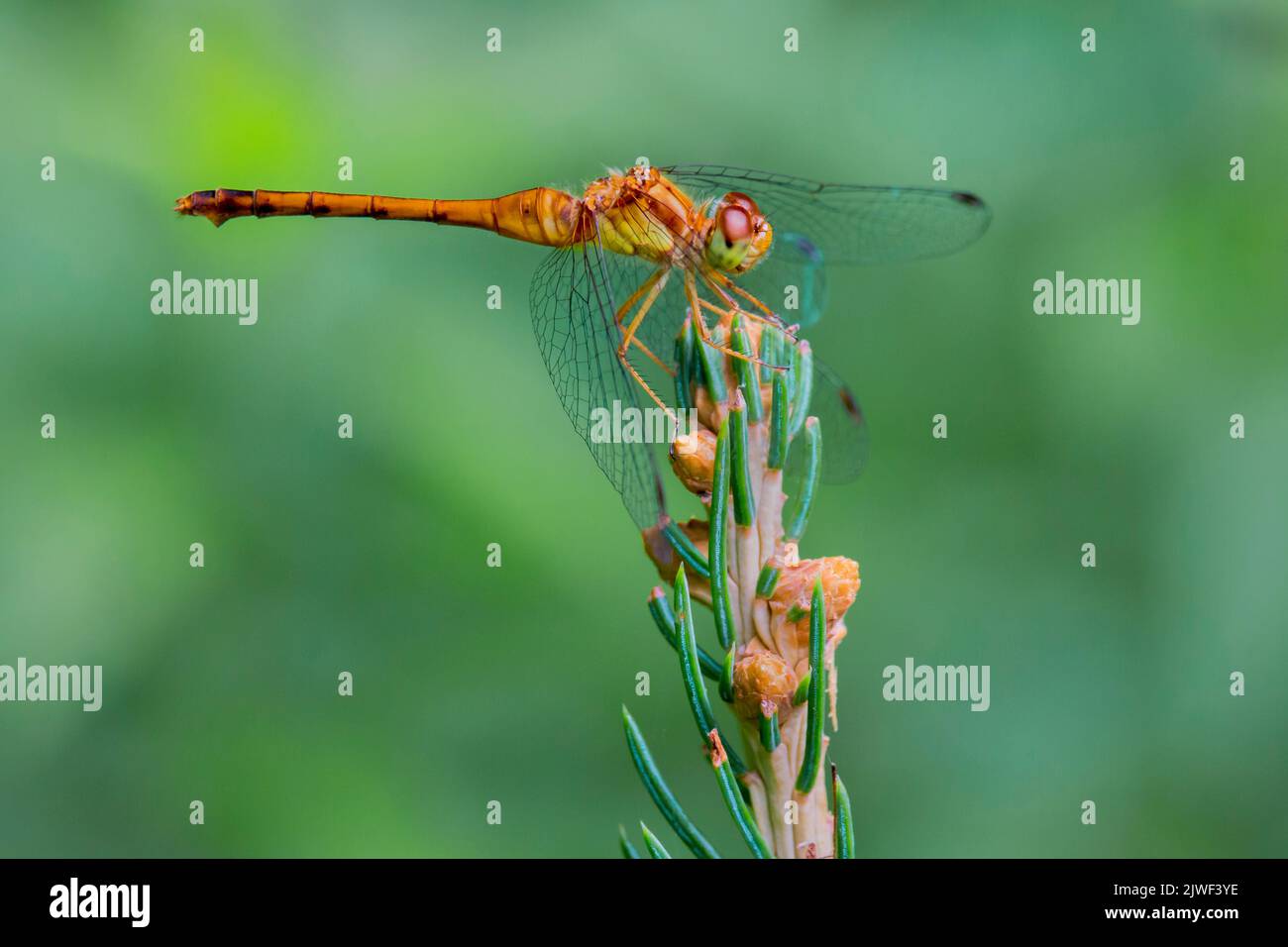 Libellulidae hi-res stock photography and images - Alamy