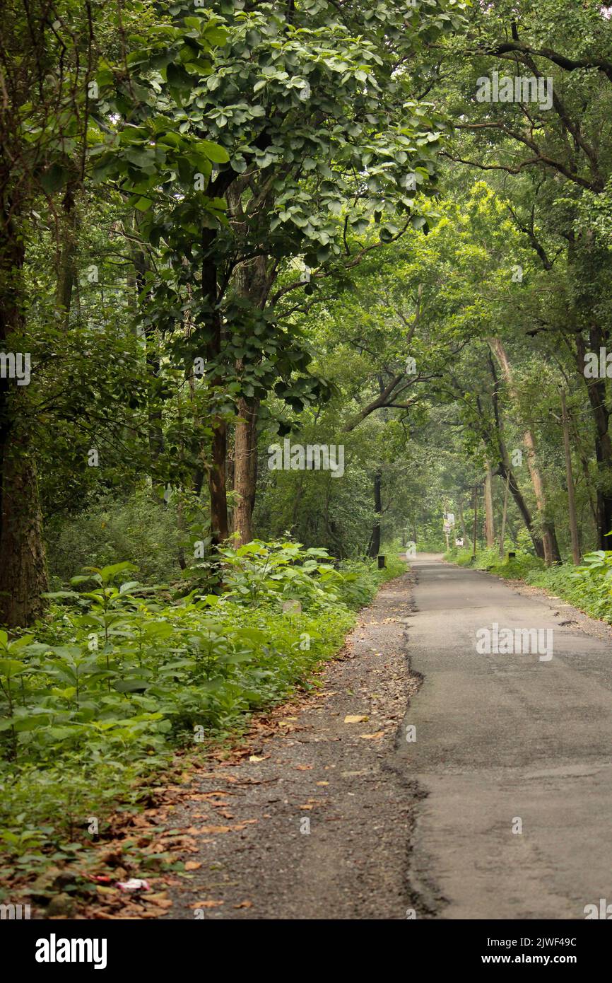 A beautiful road surrounded by trees Stock Photo - Alamy