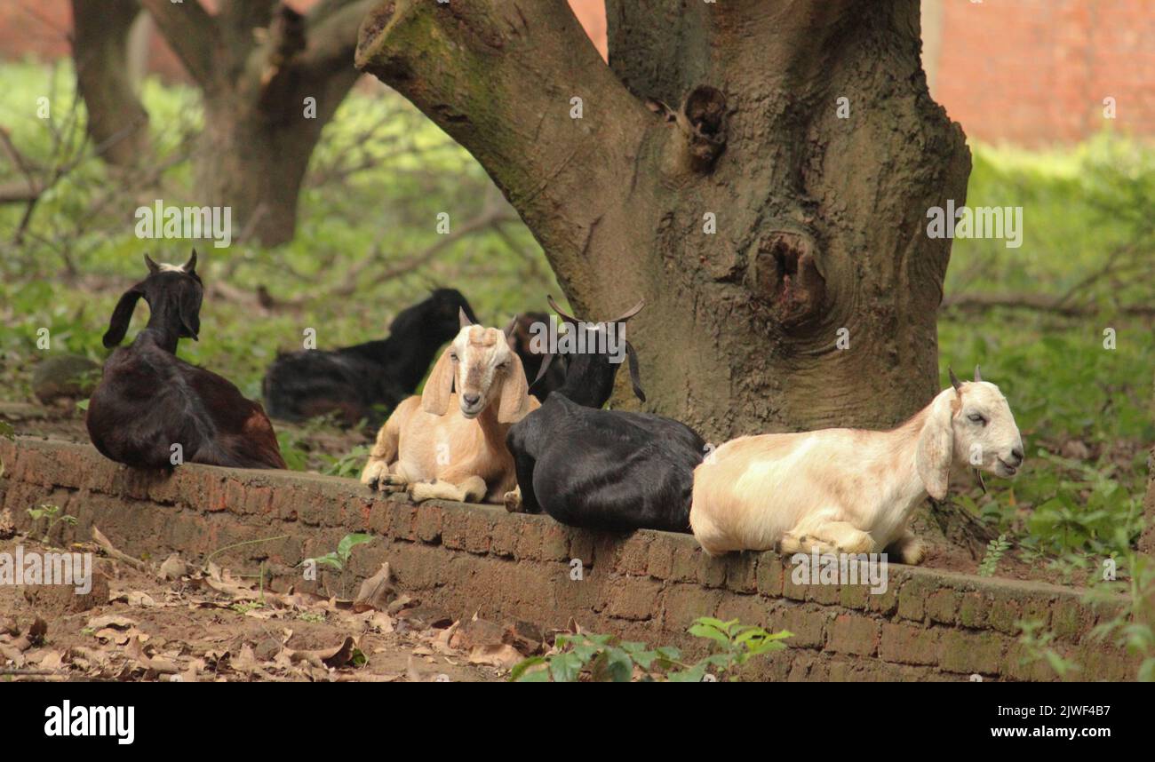 A flock of goats sitting next to each other Stock Photo - Alamy